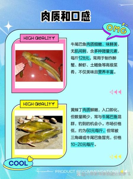 黄辣丁鱼多少钱一斤_黄辣丁鱼价格行情-第2张图片-山城妙识 黄辣丁鱼多少钱一斤_黄辣丁鱼价格行情-第2张图片-山城妙识