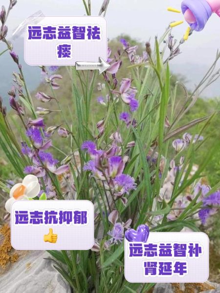 远志的功效与作用_远志的禁忌与用量是多少-第1张图片-山城妙识 远志的功效与作用_远志的禁忌与用量是多少-第1张图片-山城妙识