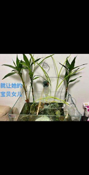 鱼缸里养小龙虾怎么养_小龙虾鱼缸养殖注意事项-第1张图片-山城妙识 鱼缸里养小龙虾怎么养_小龙虾鱼缸养殖注意事项-第1张图片-山城妙识