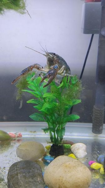 鱼缸里养小龙虾怎么养_小龙虾鱼缸养殖注意事项-第3张图片-山城妙识 鱼缸里养小龙虾怎么养_小龙虾鱼缸养殖注意事项-第3张图片-山城妙识