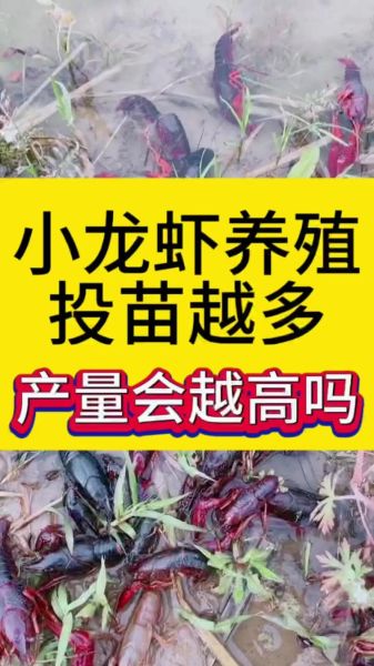 鱼缸里养小龙虾怎么养_小龙虾鱼缸养殖注意事项-第2张图片-山城妙识 鱼缸里养小龙虾怎么养_小龙虾鱼缸养殖注意事项-第2张图片-山城妙识