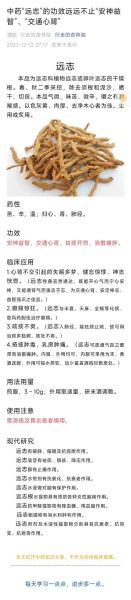远志的功效与作用_远志的禁忌与用量是多少-第2张图片-山城妙识 远志的功效与作用_远志的禁忌与用量是多少-第2张图片-山城妙识