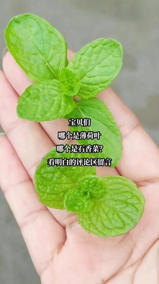 薄荷和十香菜的区别_如何一眼分辨-第2张图片-山城妙识 薄荷和十香菜的区别_如何一眼分辨-第2张图片-山城妙识