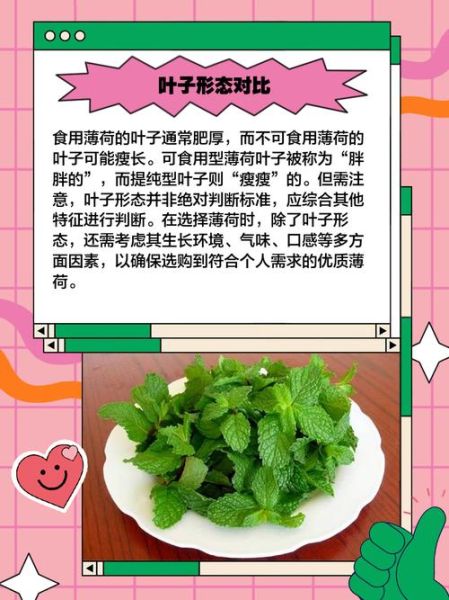 薄荷和十香菜的区别_如何一眼分辨-第3张图片-山城妙识 薄荷和十香菜的区别_如何一眼分辨-第3张图片-山城妙识