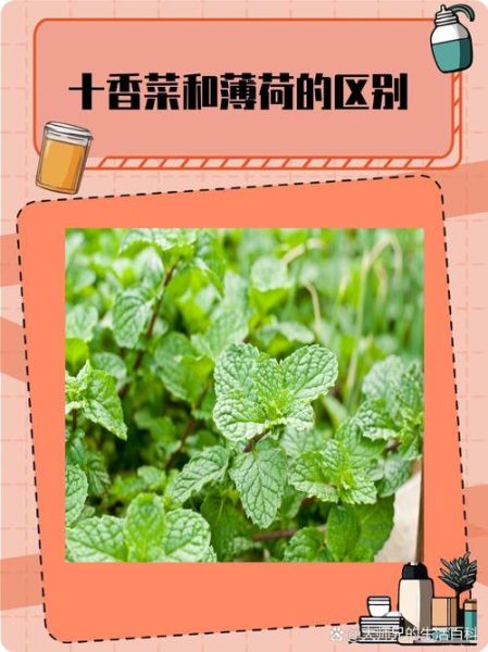 薄荷和十香菜的区别_如何一眼分辨-第1张图片-山城妙识 薄荷和十香菜的区别_如何一眼分辨-第1张图片-山城妙识