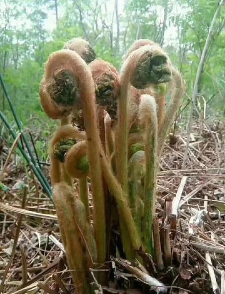 薇菜怎么泡发_薇菜的营养价值-第2张图片-山城妙识