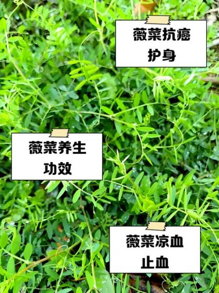 薇菜怎么泡发_薇菜的营养价值-第1张图片-山城妙识
