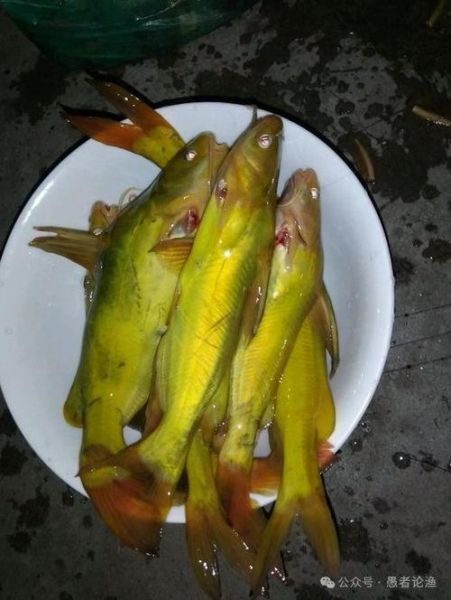 黄辣丁最大能长多大_黄辣丁能长多大-第2张图片-山城妙识