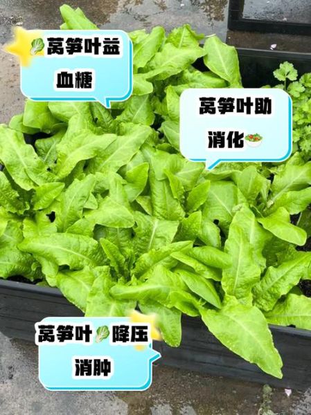 莴苣叶可以生吃吗_生吃莴苣叶的注意事项-第1张图片-山城妙识