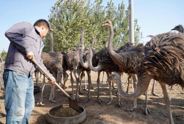 鸵鸟养殖好了往哪销售_如何找销路-第1张图片-山城妙识