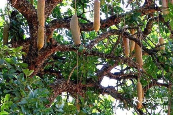 香肠树邀请码怎么获得_香肠树邀请码有什么用-第2张图片-山城妙识