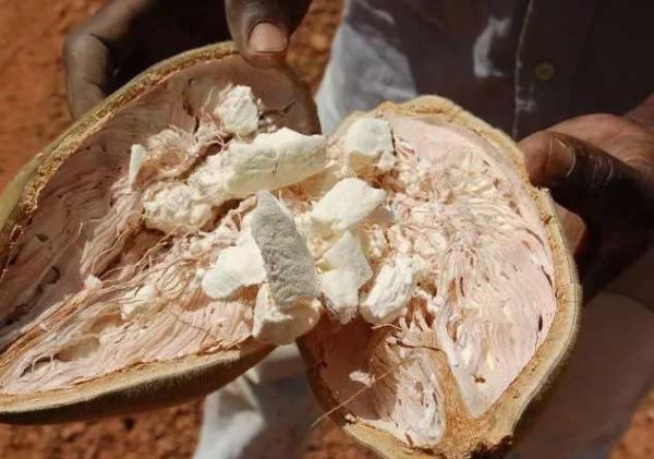 香肠树邀请码怎么获得_香肠树邀请码有什么用-第3张图片-山城妙识