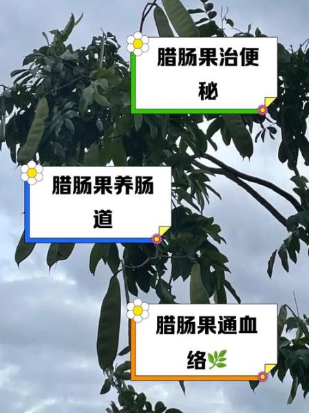 腊肠树果的功效与作用_腊肠树果怎么吃-第1张图片-山城妙识 腊肠树果的功效与作用_腊肠树果怎么吃-第1张图片-山城妙识
