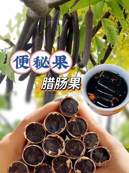 腊肠树果的功效与作用_腊肠树果怎么吃-第3张图片-山城妙识 腊肠树果的功效与作用_腊肠树果怎么吃-第3张图片-山城妙识
