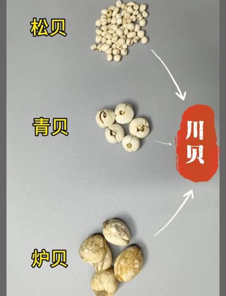 贝母有几种_川贝母与浙贝母区别-第2张图片-山城妙识 贝母有几种_川贝母与浙贝母区别-第2张图片-山城妙识