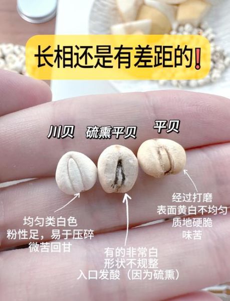 贝母有几种_川贝母与浙贝母区别-第1张图片-山城妙识 贝母有几种_川贝母与浙贝母区别-第1张图片-山城妙识