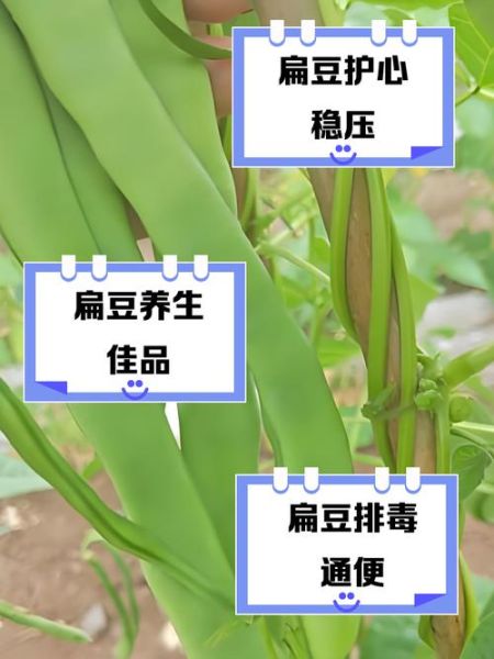 扁豆角的功效与作用_扁豆角怎么吃最营养-第2张图片-山城妙识