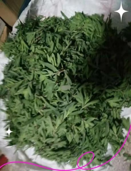 马扎菜的功效与作用_马扎菜怎么吃效果最好-第3张图片-山城妙识