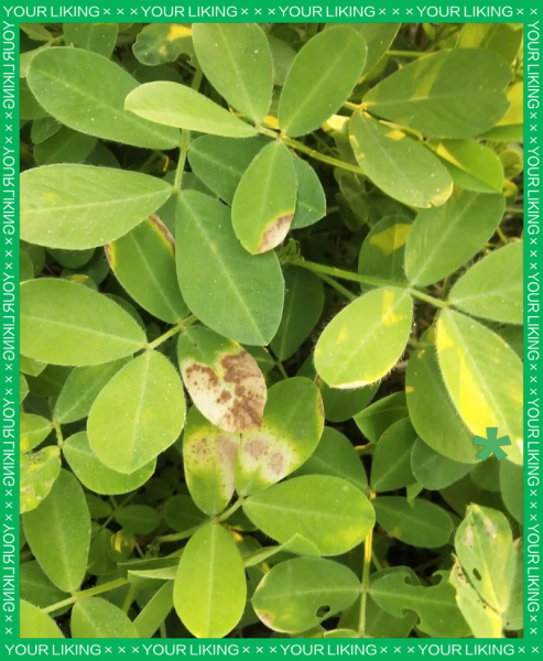 花生网斑病症状_花生网斑病防治方法-第3张图片-山城妙识