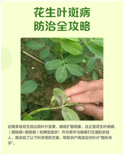 花生网斑病症状_花生网斑病防治方法-第2张图片-山城妙识