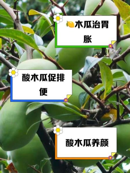 酸木瓜怎么吃_酸木瓜的禁忌有哪些-第1张图片-山城妙识 酸木瓜怎么吃_酸木瓜的禁忌有哪些-第1张图片-山城妙识