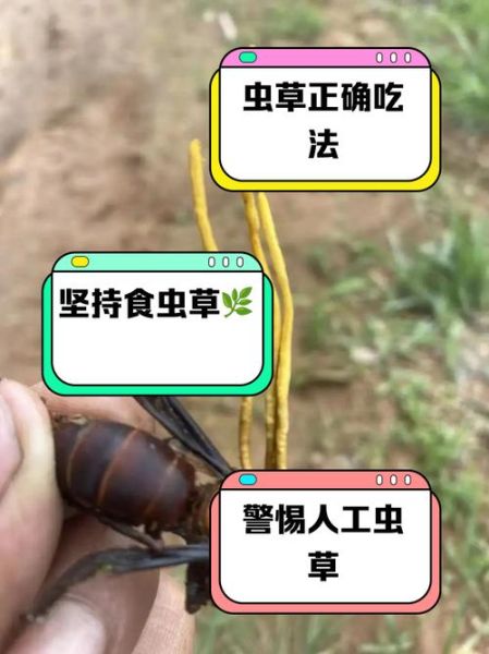 虫草多少钱一根_虫草价格影响因素-第3张图片-山城妙识