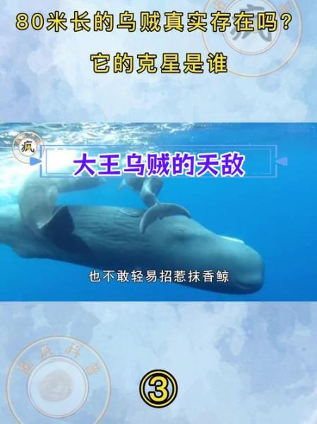 大王乌贼vs抹香鲸_谁才是深海霸主-第2张图片-山城妙识