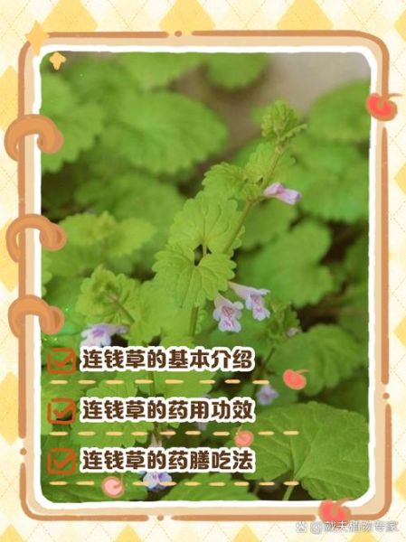 连钱草的功效与作用_连钱草怎么泡水喝-第3张图片-山城妙识 连钱草的功效与作用_连钱草怎么泡水喝-第3张图片-山城妙识
