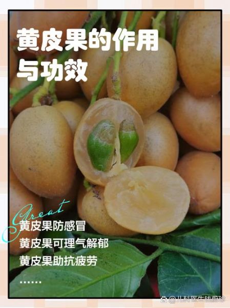 黄皮的功效与作用及禁忌_什么人不能吃黄皮-第1张图片-山城妙识
