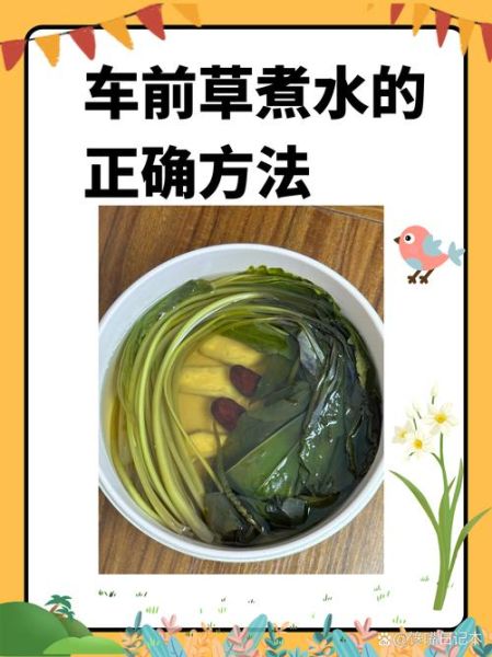 车前草怎么吃效果最好_车前草的正确吃法-第1张图片-山城妙识