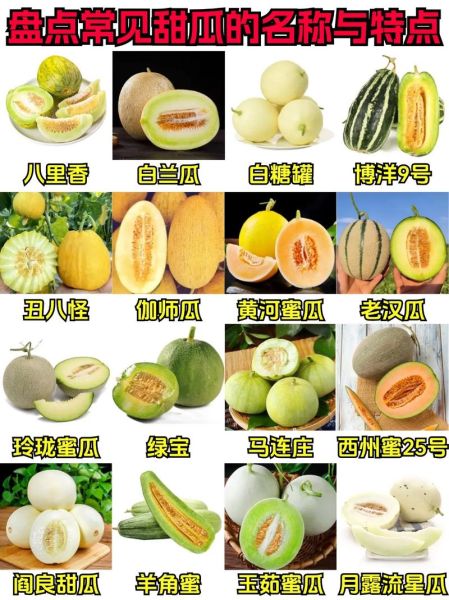 甜瓜品种有哪些_甜瓜图片大全怎么找-第1张图片-山城妙识