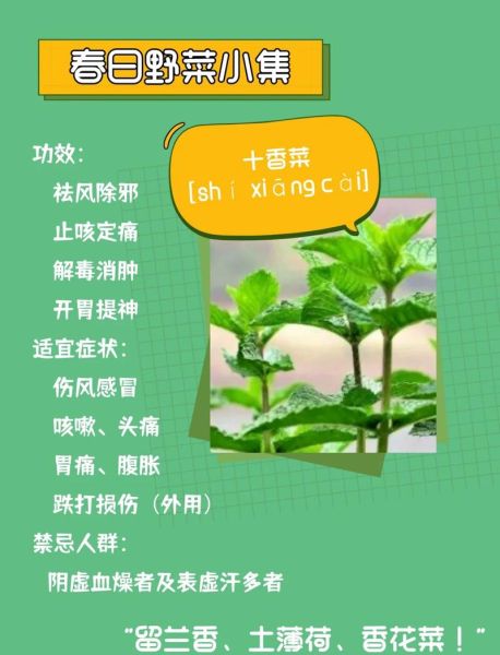 香菜粉面膜怎么做_香菜粉面膜的功效与作用-第3张图片-山城妙识
