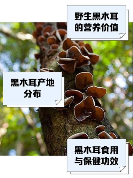 野生木耳有毒吗_怎么分辨-第3张图片-山城妙识 野生木耳有毒吗_怎么分辨-第3张图片-山城妙识