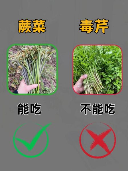 能吃的野菜有哪些_如何辨别可食用野菜-第1张图片-山城妙识 能吃的野菜有哪些_如何辨别可食用野菜-第1张图片-山城妙识