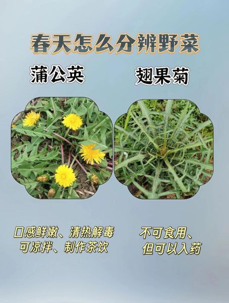 能吃的野菜有哪些_如何辨别可食用野菜-第2张图片-山城妙识 能吃的野菜有哪些_如何辨别可食用野菜-第2张图片-山城妙识