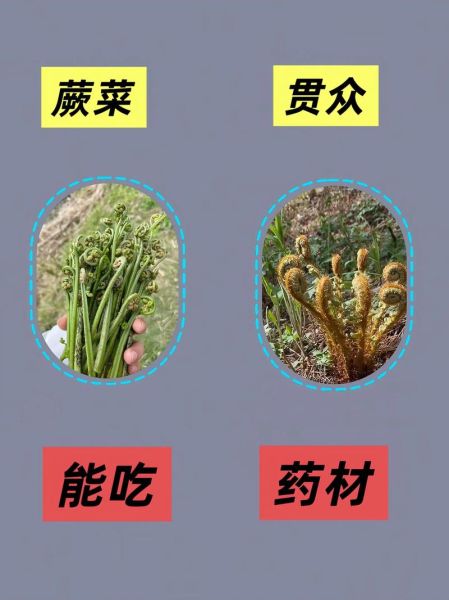 能吃的野菜有哪些_如何辨别可食用野菜-第3张图片-山城妙识 能吃的野菜有哪些_如何辨别可食用野菜-第3张图片-山城妙识