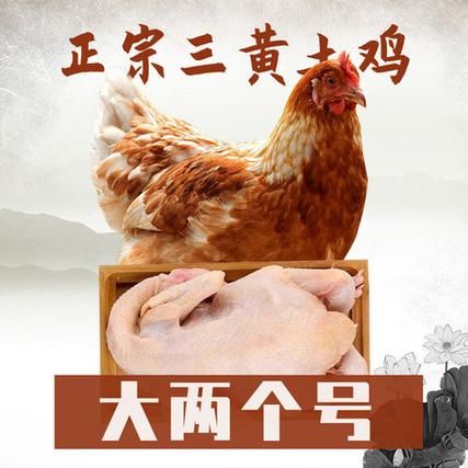 草鸡和土鸡的区别_哪个更好吃-第3张图片-山城妙识