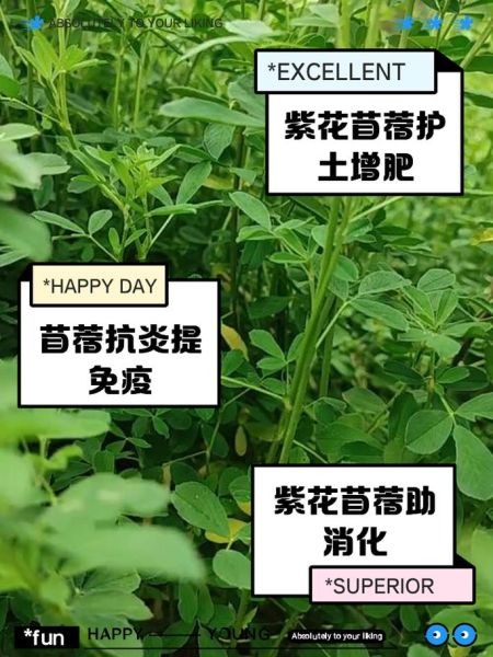 苜蓿菜的功效与禁忌_什么人不能吃-第1张图片-山城妙识