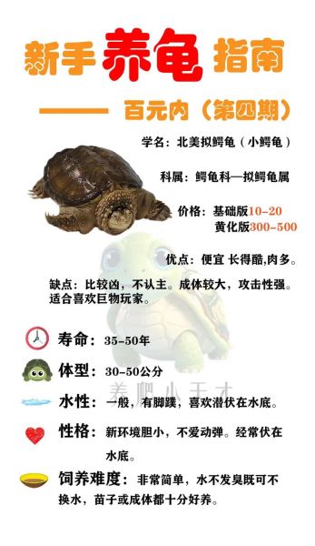 鳄龟怎么养_鳄龟能长多大-第1张图片-山城妙识