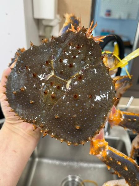 青岛帝王蟹多少钱一斤_青岛帝王蟹价格行情-第1张图片-山城妙识 青岛帝王蟹多少钱一斤_青岛帝王蟹价格行情-第1张图片-山城妙识