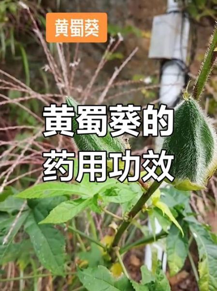 黄葵的功效与作用有哪些_黄葵的副作用是什么-第1张图片-山城妙识