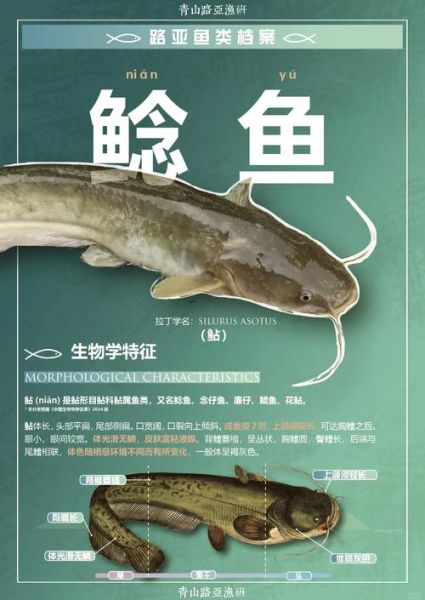 鲶鱼图片怎么拍_鲶鱼高清图鉴-第1张图片-山城妙识