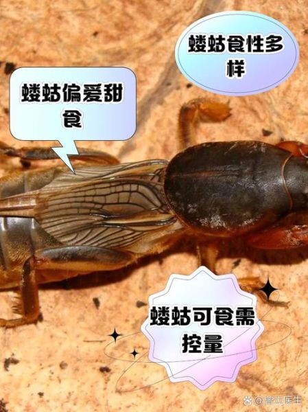 蝼蛄怎么读_蝼蛄是什么虫-第3张图片-山城妙识