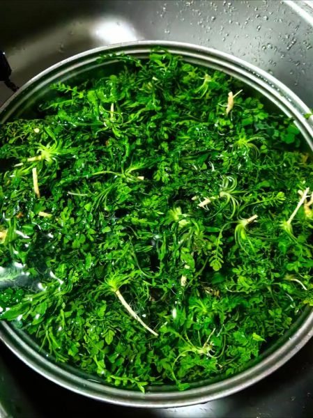 荠菜饺子馅怎么做_荠菜饺子馅需要焯水吗-第3张图片-山城妙识