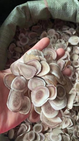 鹿角片的功效与作用_鹿角片适合什么人吃-第2张图片-山城妙识
