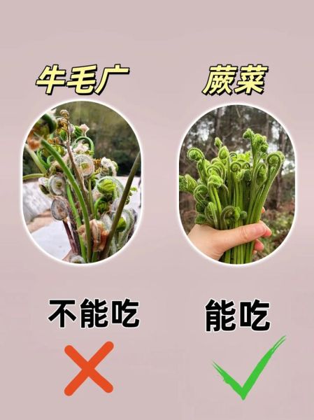 现在有什么野菜可以吃_春季可食用野菜大全-第2张图片-山城妙识
