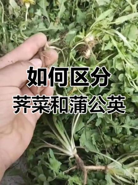 荠菜和蒲公英图片区别_怎么一眼分辨荠菜-第1张图片-山城妙识
