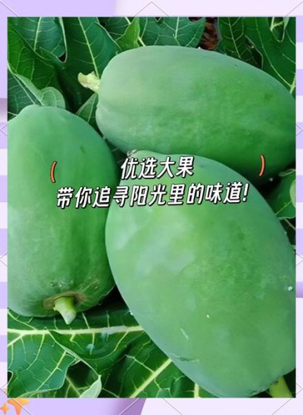 青木瓜怎么吃更丰胸_青木瓜丰胸的正确吃法-第3张图片-山城妙识