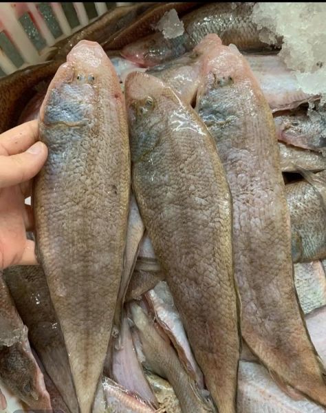 越南龙利鱼是什么鱼_越南龙利鱼是海鱼还是淡水鱼-第1张图片-山城妙识