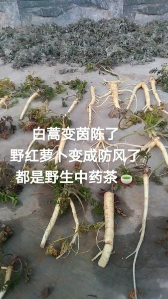 茵陈与白蒿的区别图片_如何一眼区分两种植物-第2张图片-山城妙识
